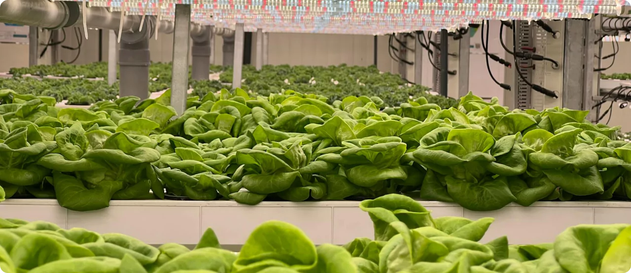 Food Security – MBSI